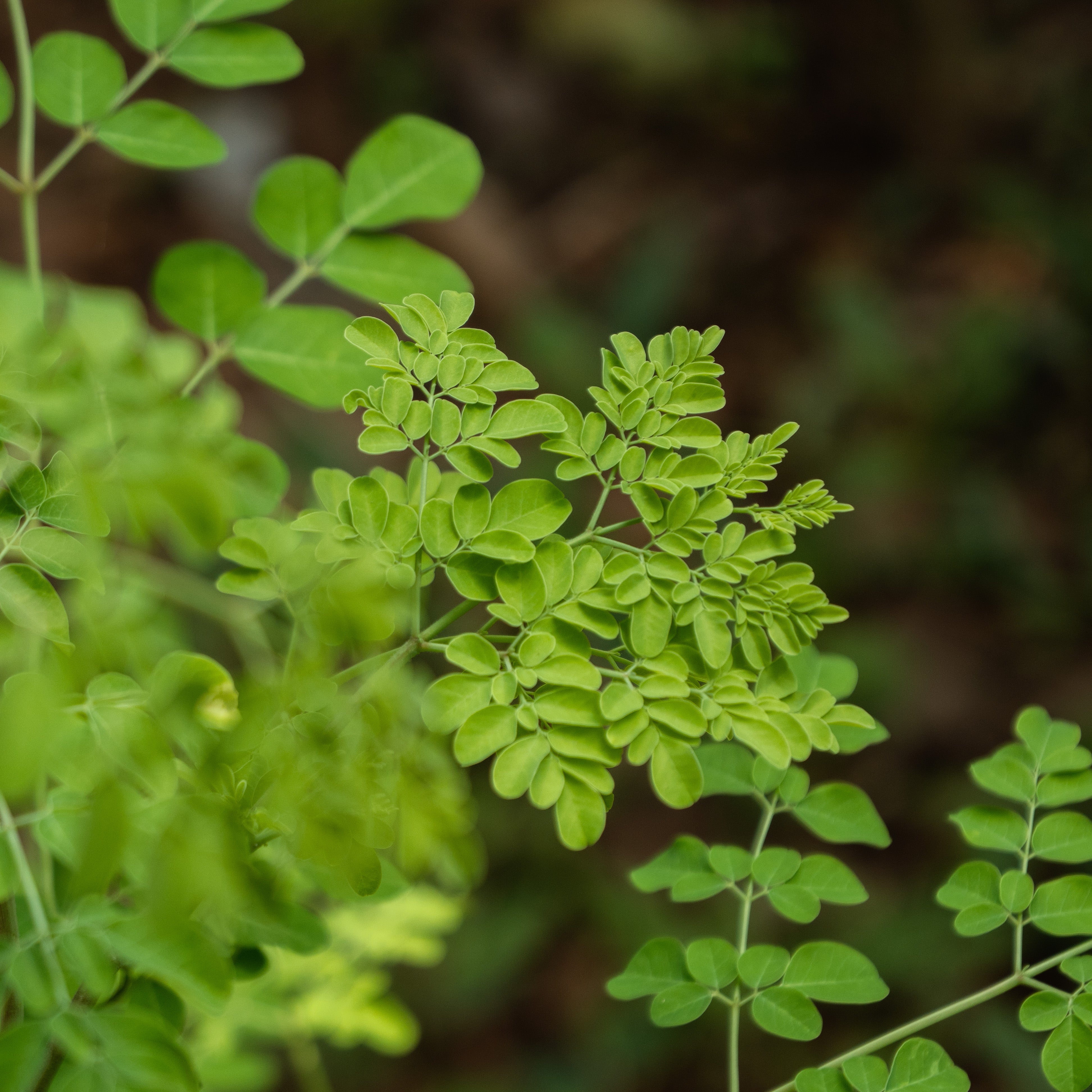 Moringa Marvels: Unveiling the Green Elixir – Maigreens