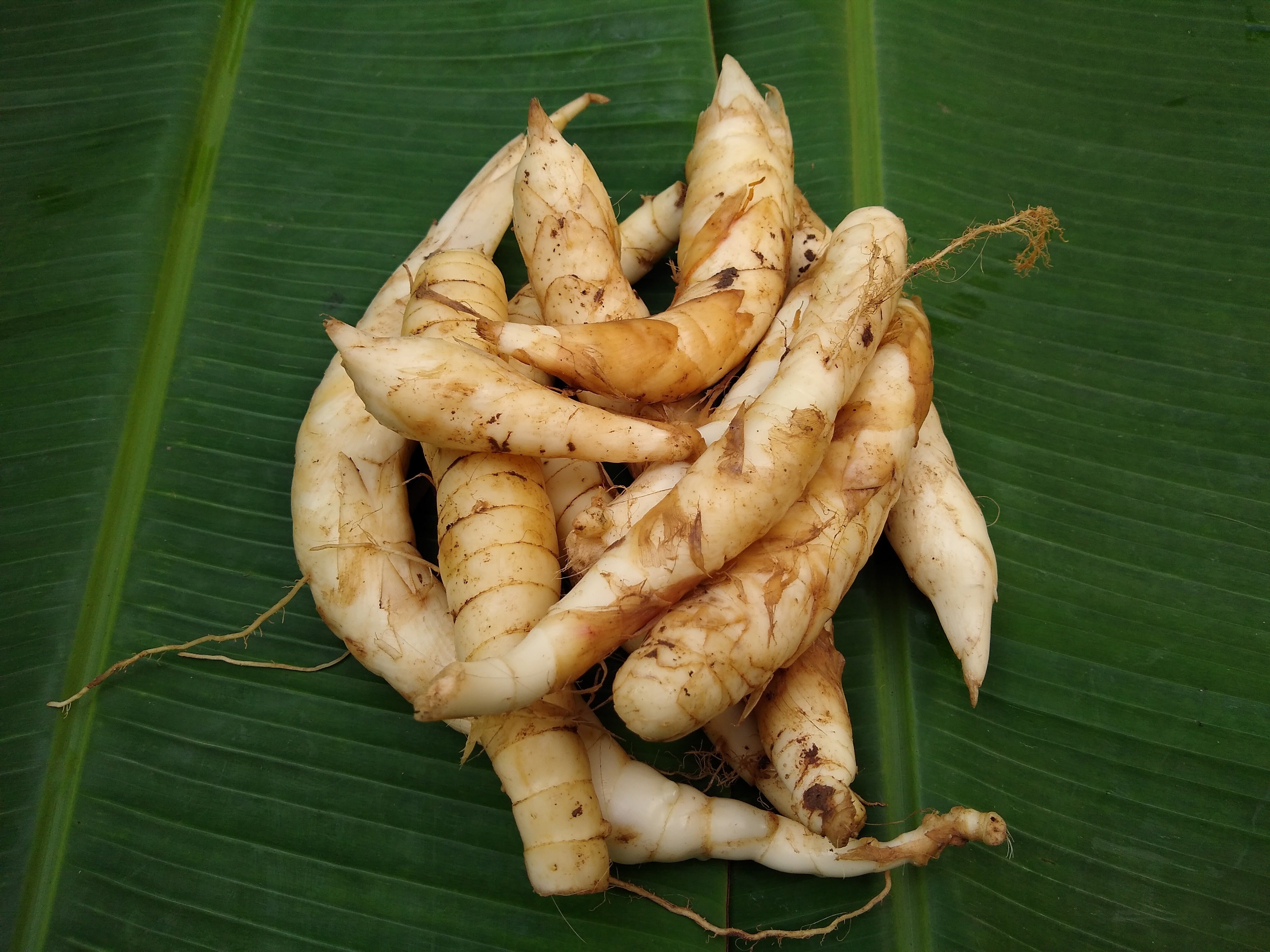 Arrowroot Powder Uses & Benefits For Babies – Maigreens